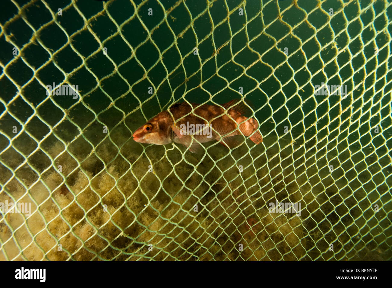 Small fish in net Stock Photo - Alamy