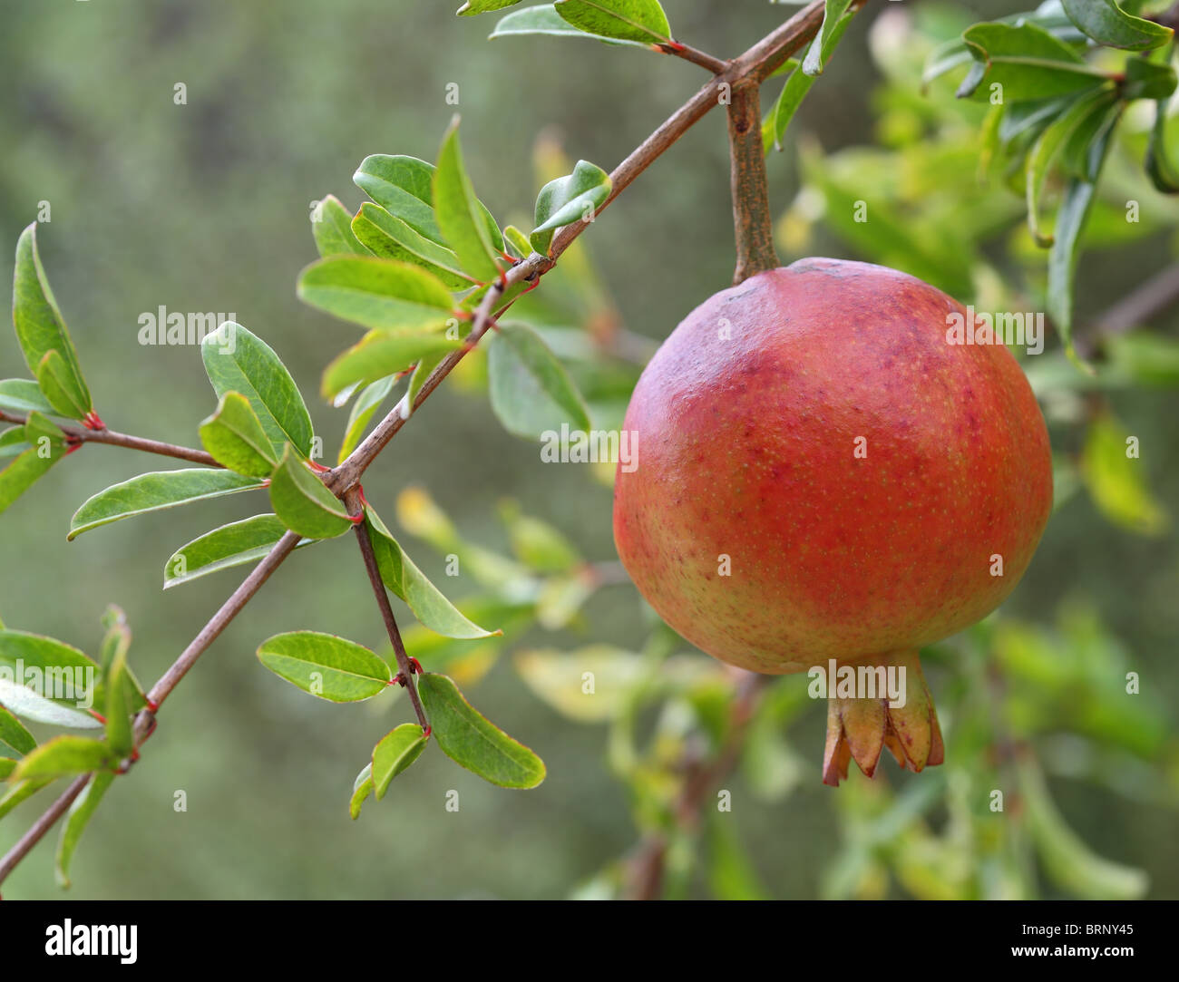 Single colorful pomegranate on a tree branch Stock Photo - Alamy
