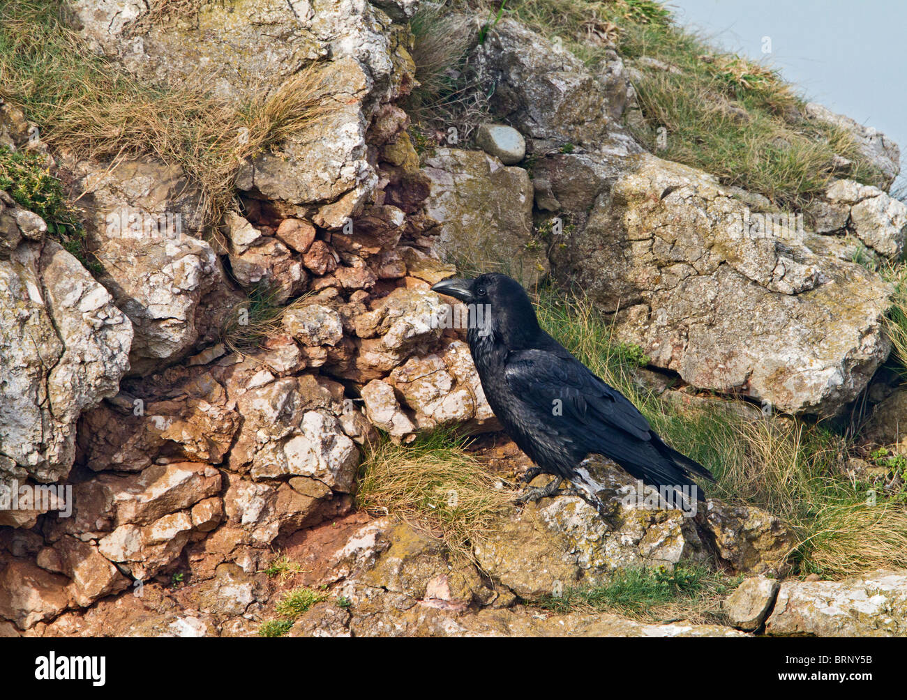 Raven nest cliff hi-res stock photography and images - Alamy