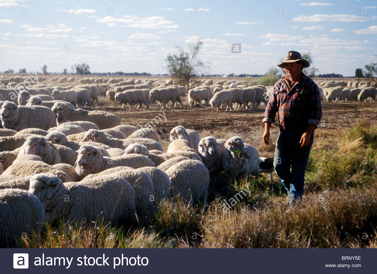 Droving Australia Stock Photos & Droving Australia Stock Images - Alamy