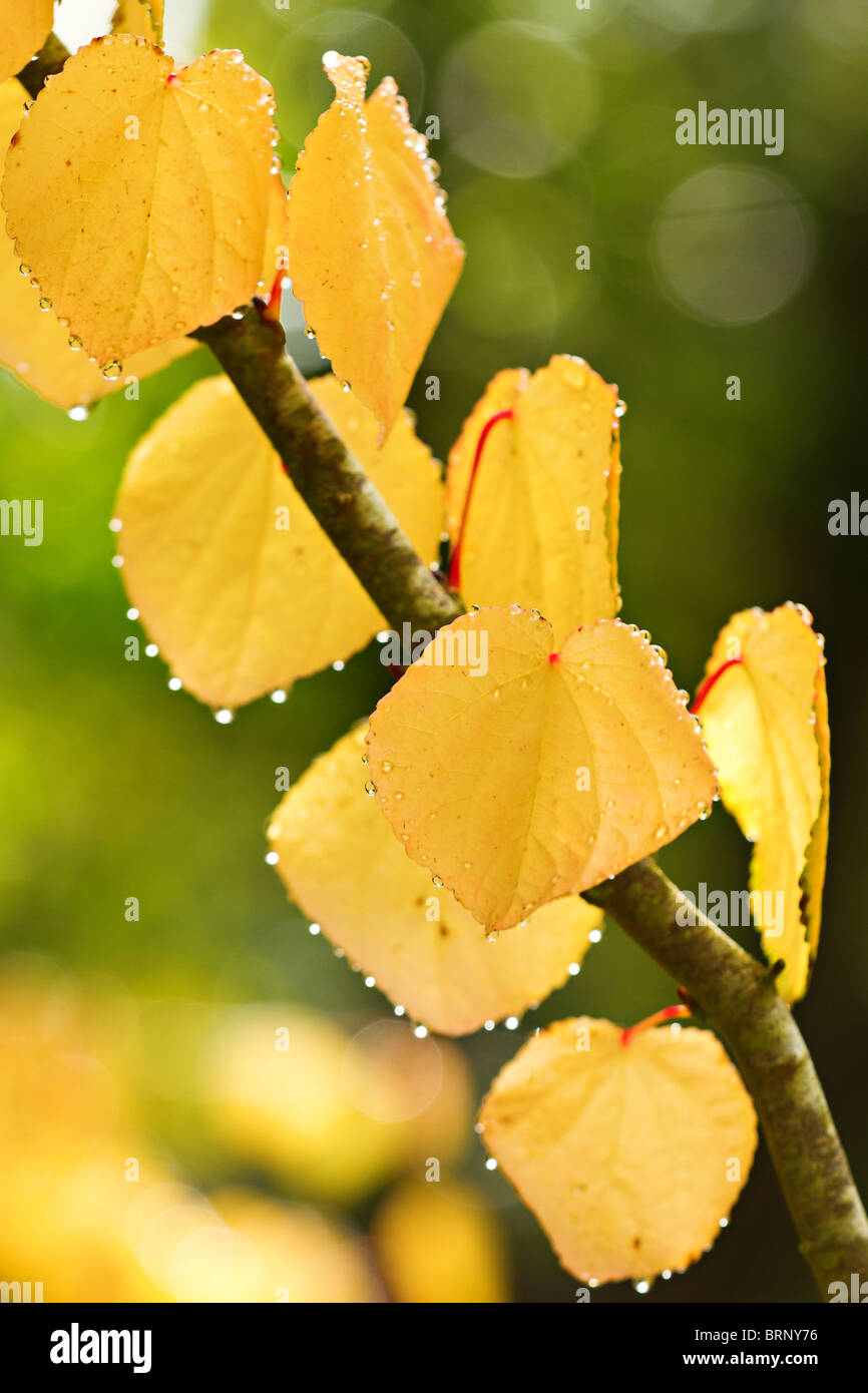 Fagus leaf hi-res stock photography and images - Alamy