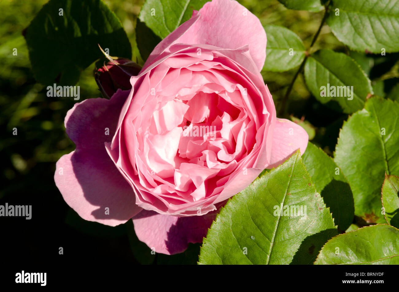 Rose anatomy hi-res stock photography and images - Alamy