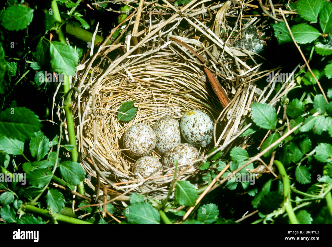 Cardinal nest hi-res stock photography and images - Alamy