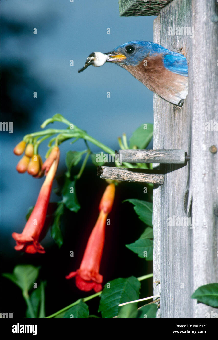 Female Bluebird (Sialia sialis) cleans up her birdhouse of fecal sac of ...