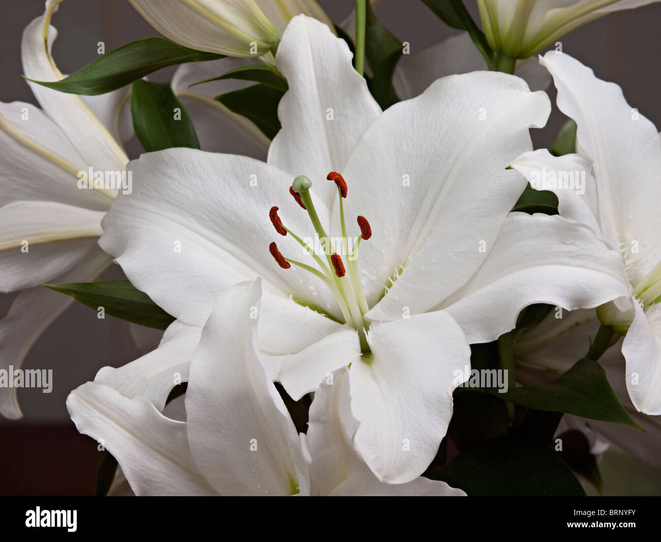 A close-up of a white lilly Stock Photo - Alamy