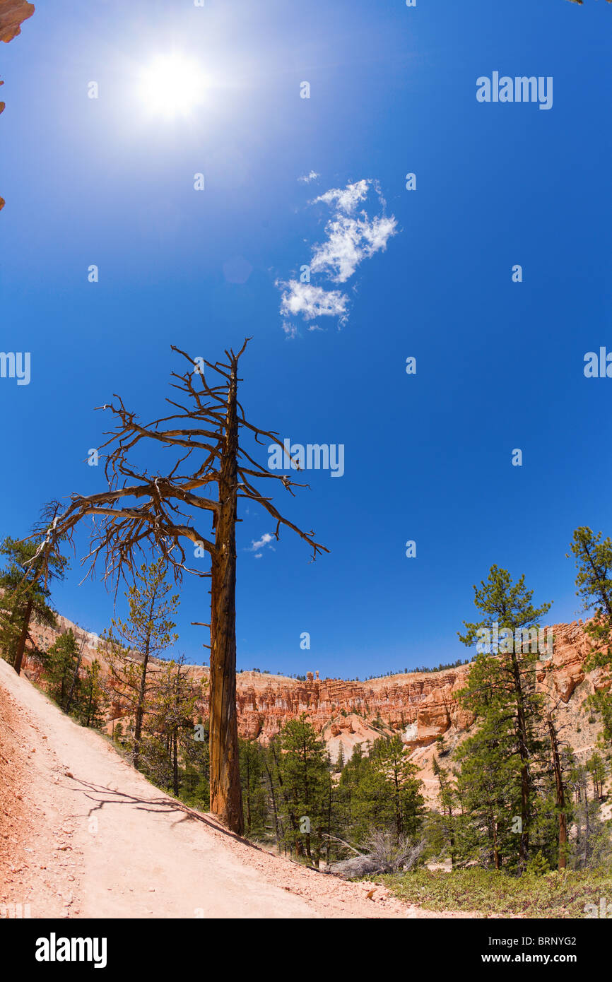 Trees in Bryce Canyon Stock Photo - Alamy