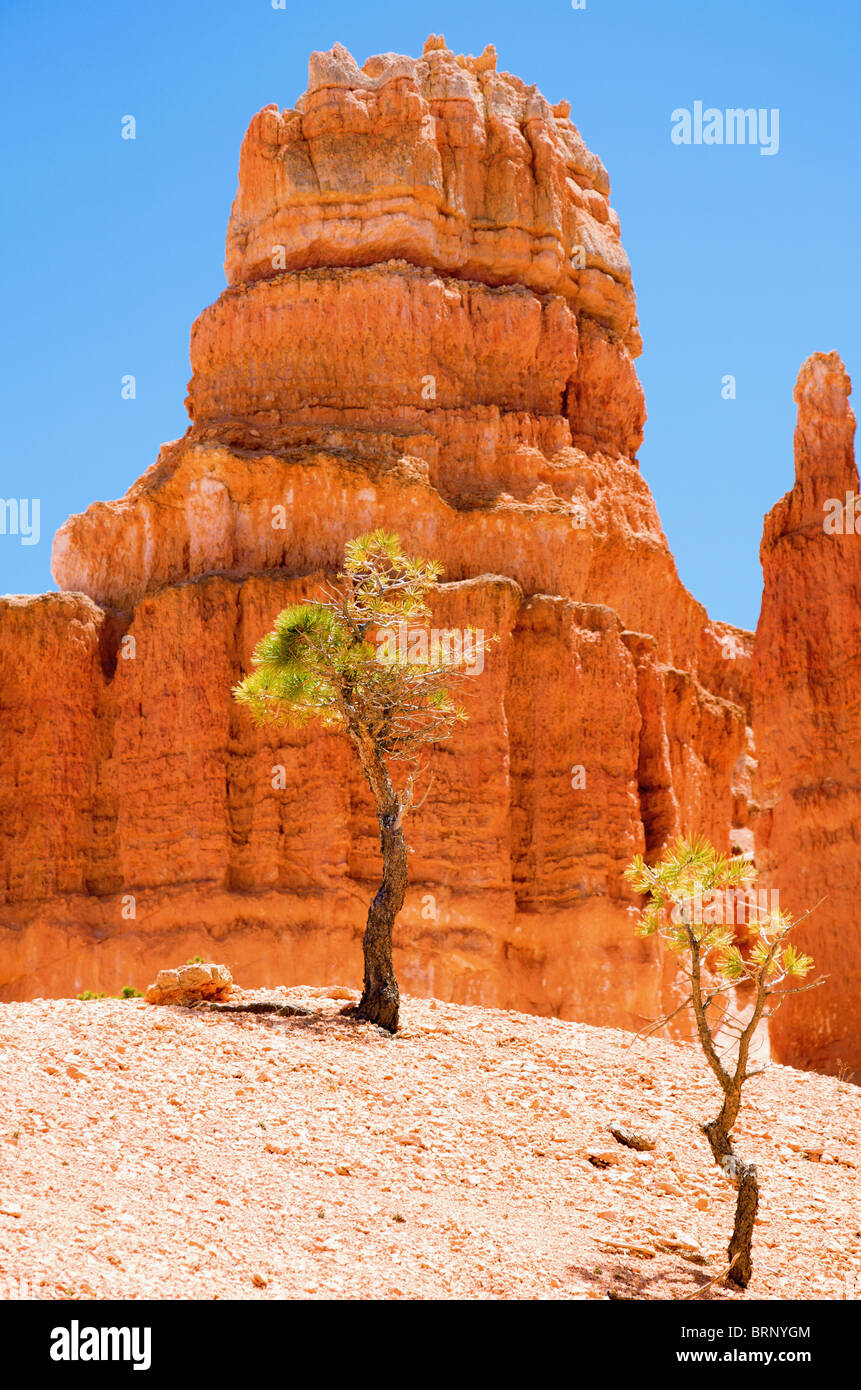 Desert trees hi-res stock photography and images - Alamy