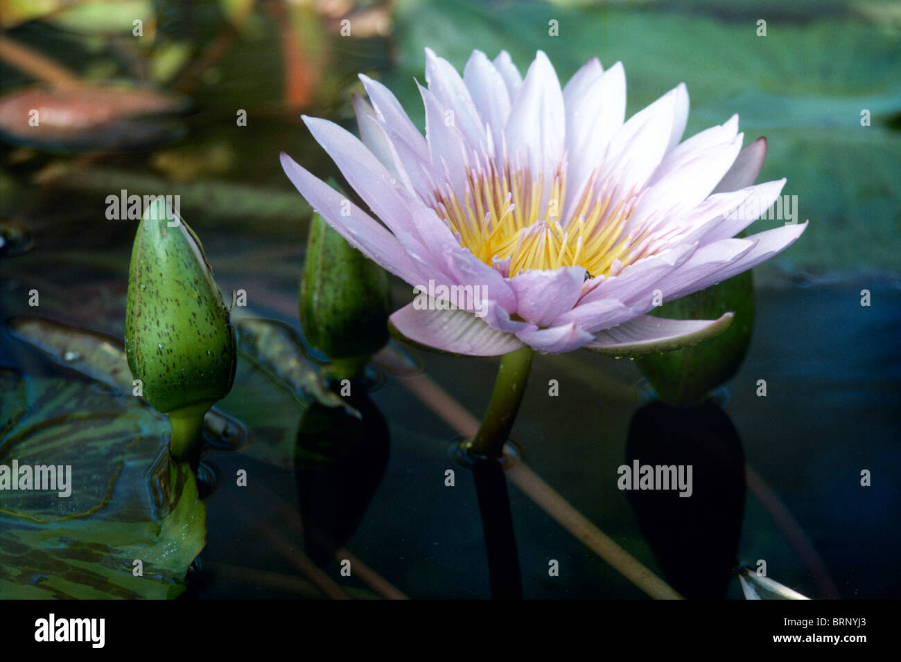 Budding day lily flower hi-res stock photography and images - Alamy