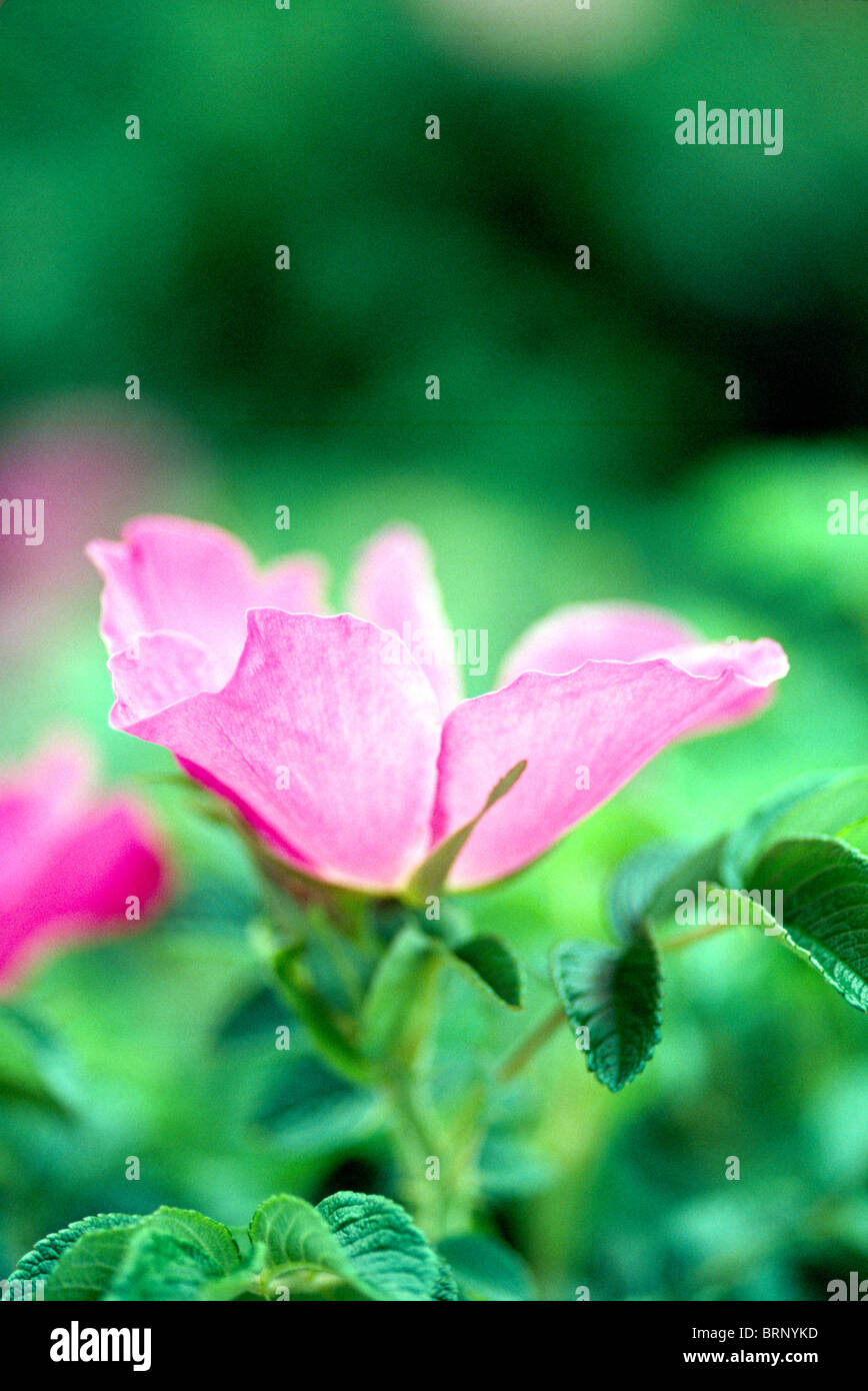 Tall shrub roses (Rosa gallica) pink single, close-up in May, Vermont ...