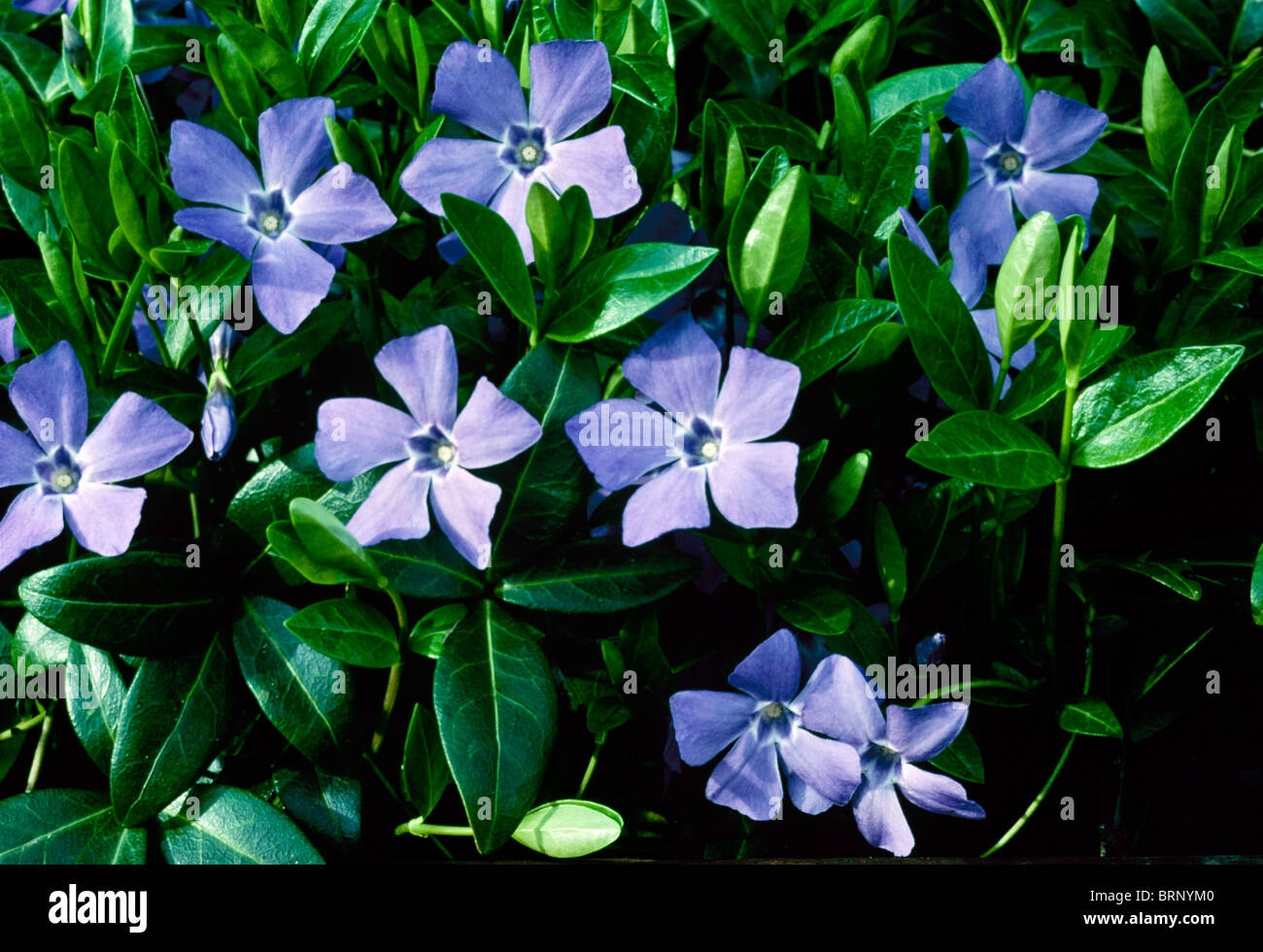 Vinca minor, a low growing ground cover blooms in blues and purple ...