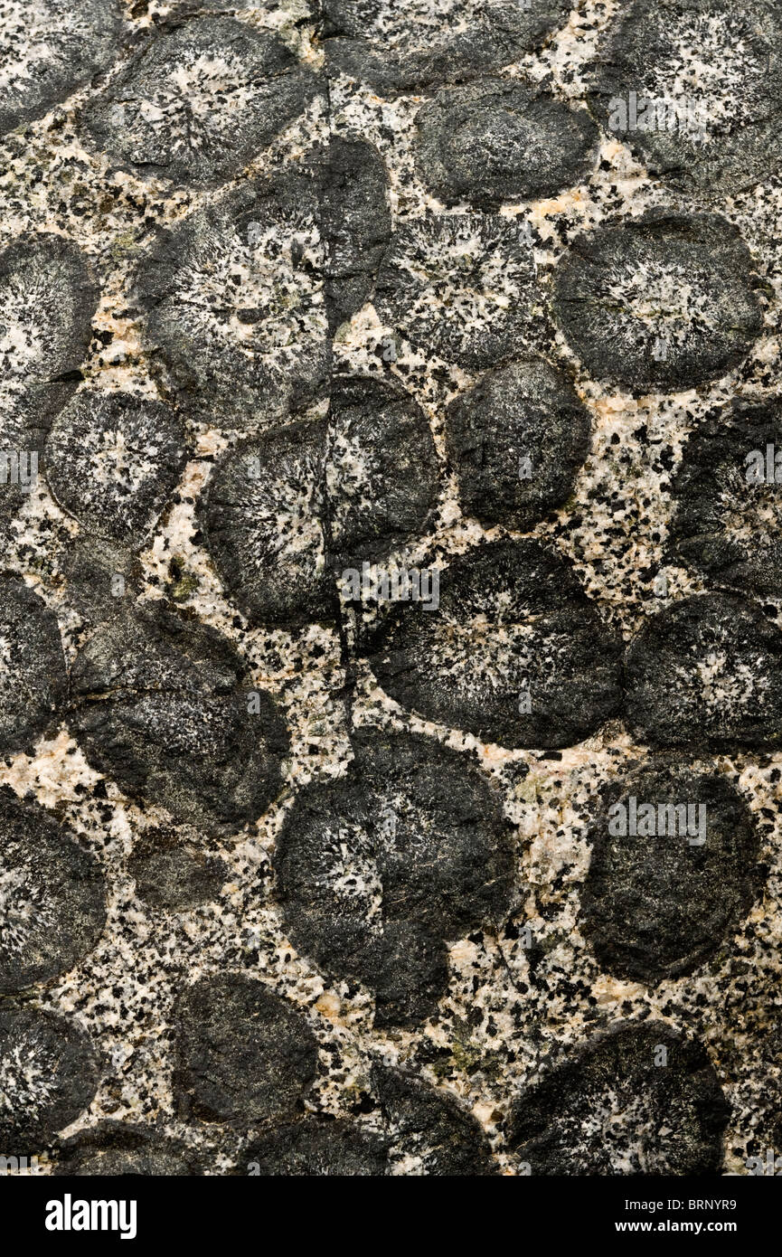 Outcrop of orbicular granite - detail. Orbicular Granite Nature ...