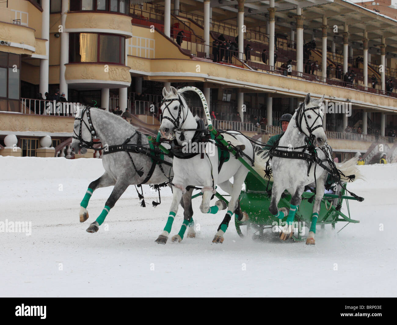 Famous Russian horse trio "troika". Moscow, Russia. Orlov trotter breed ...