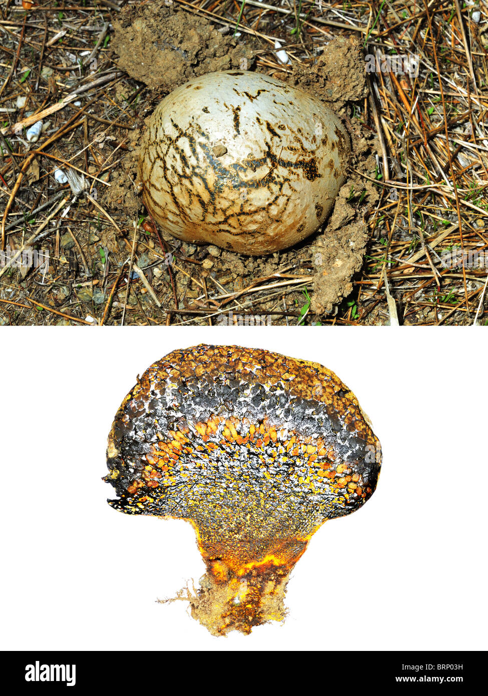 Pisolithus hi-res stock photography and images - Alamy