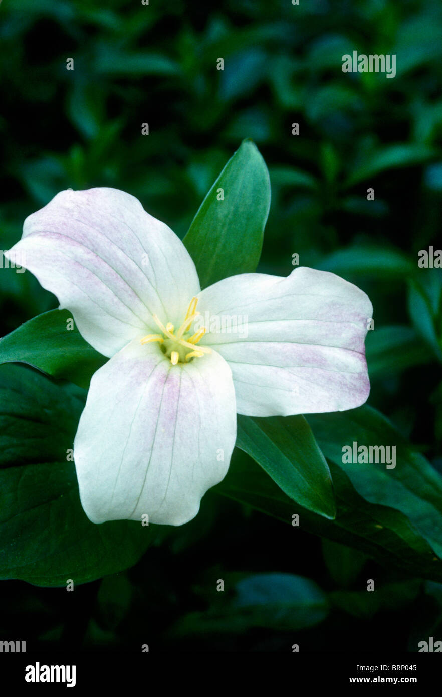 Trillium Grand florum, flowers known as "wake robin" growing in a ...