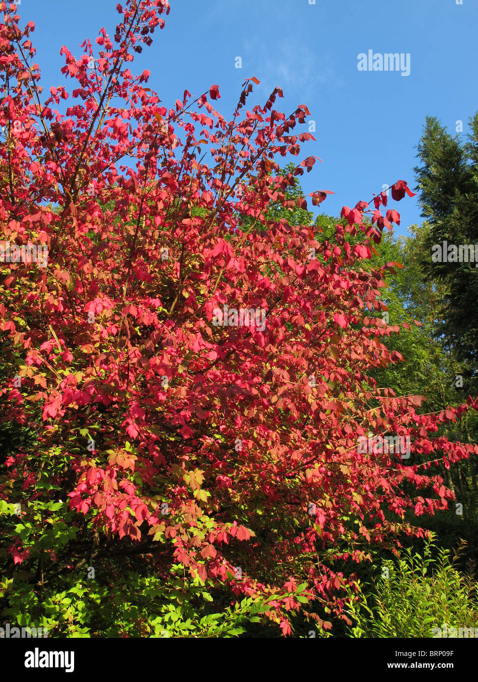 Euonymus alatus hi-res stock photography and images - Alamy