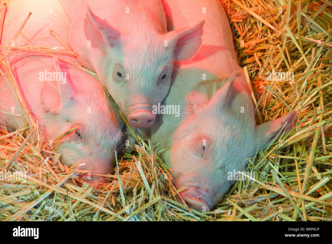 Three piglets laying in straw Stock Photo - Alamy