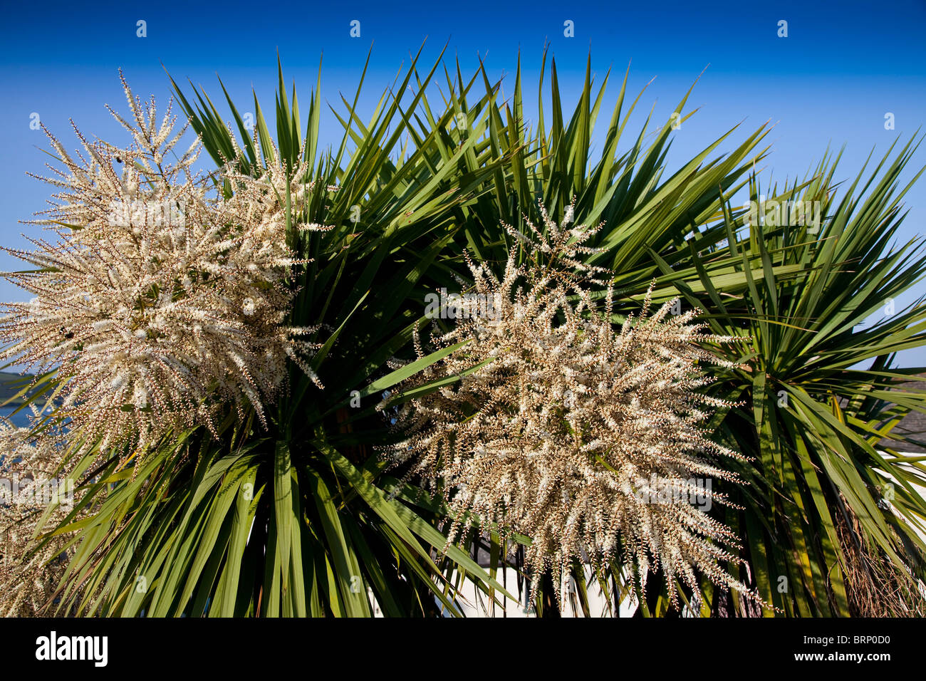Palm Cordyline australis in bloom, Cornish Palm, New Zealand Yucca ...