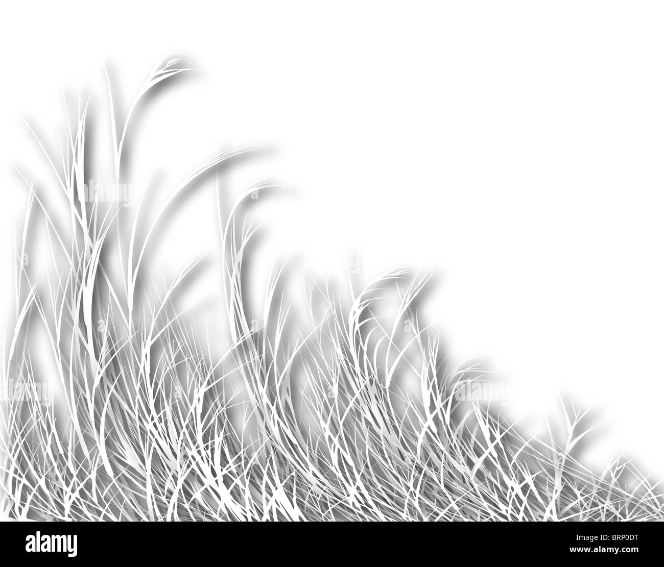Illustration of long white grass with shadows Stock Photo - Alamy