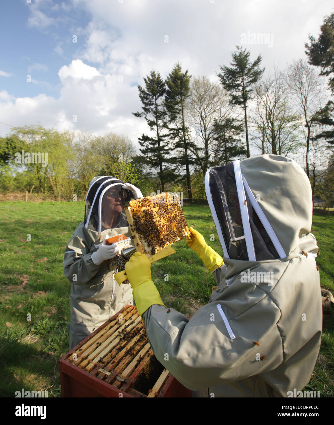 Beekeeping. Novice beekeepers learning the skills of keeping bees Stock ...