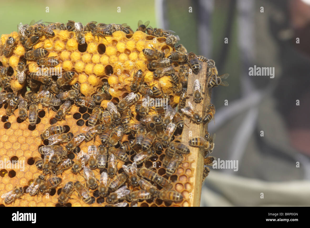 Beekeeping. Novice beekeepers learning the skills of keeping bees Stock ...