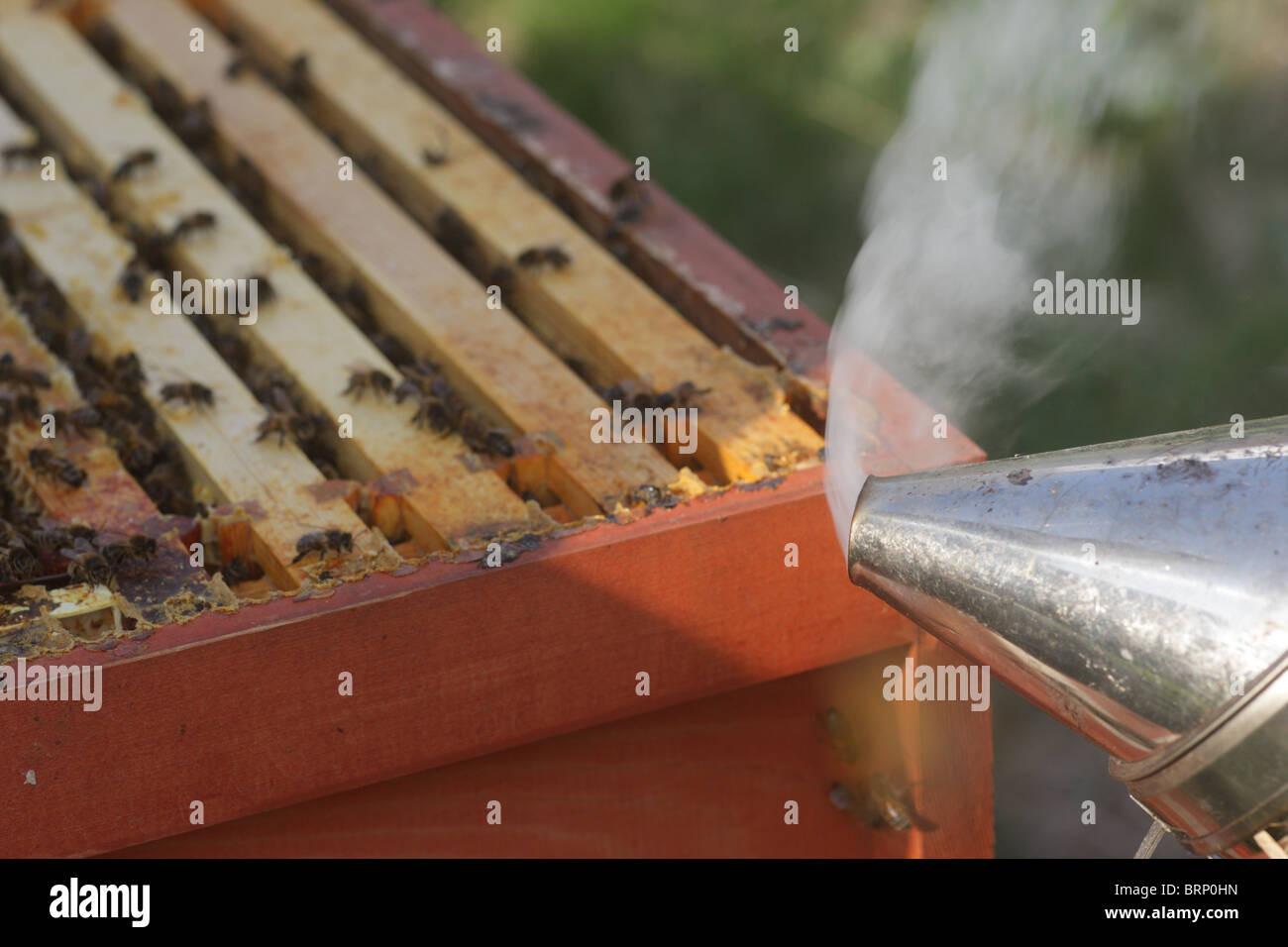 Novice beekeepers hi-res stock photography and images - Alamy