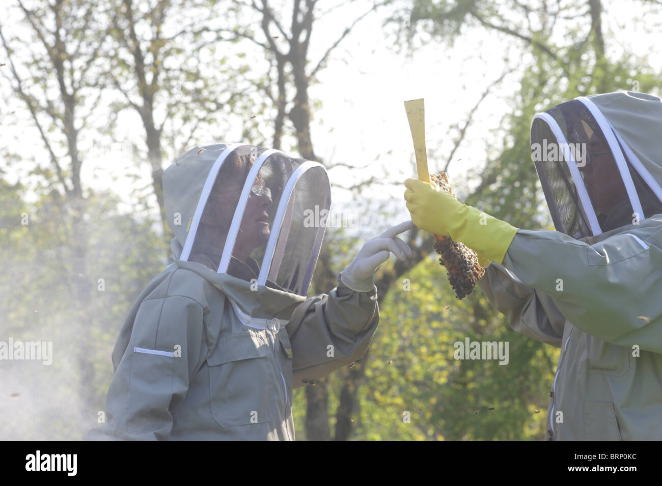 Beekeeping. Novice beekeepers learning the skills of keeping bees Stock ...