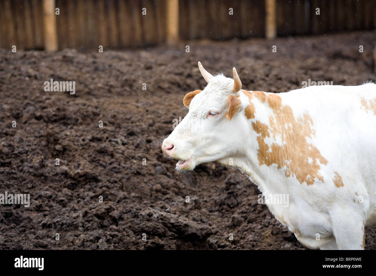 farm white cow with red spots ruminates Stock Photo - Alamy