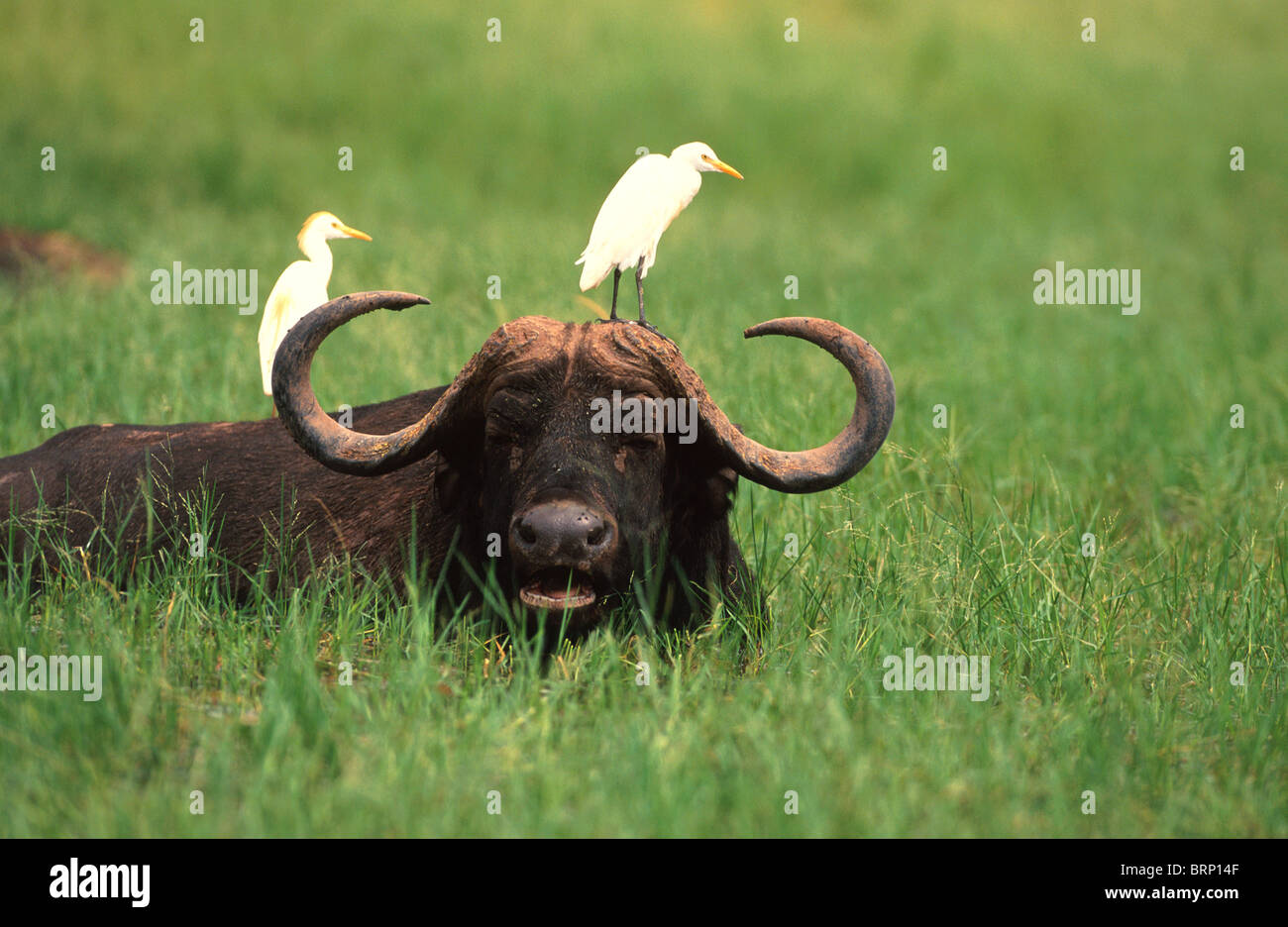 Cape African buffalo, cattle egret Stock Photo - Alamy