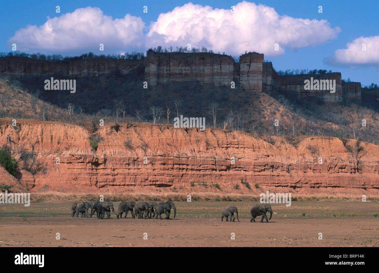 Herd of elephants crossing a riverbed below Chilojo cliffs in ...