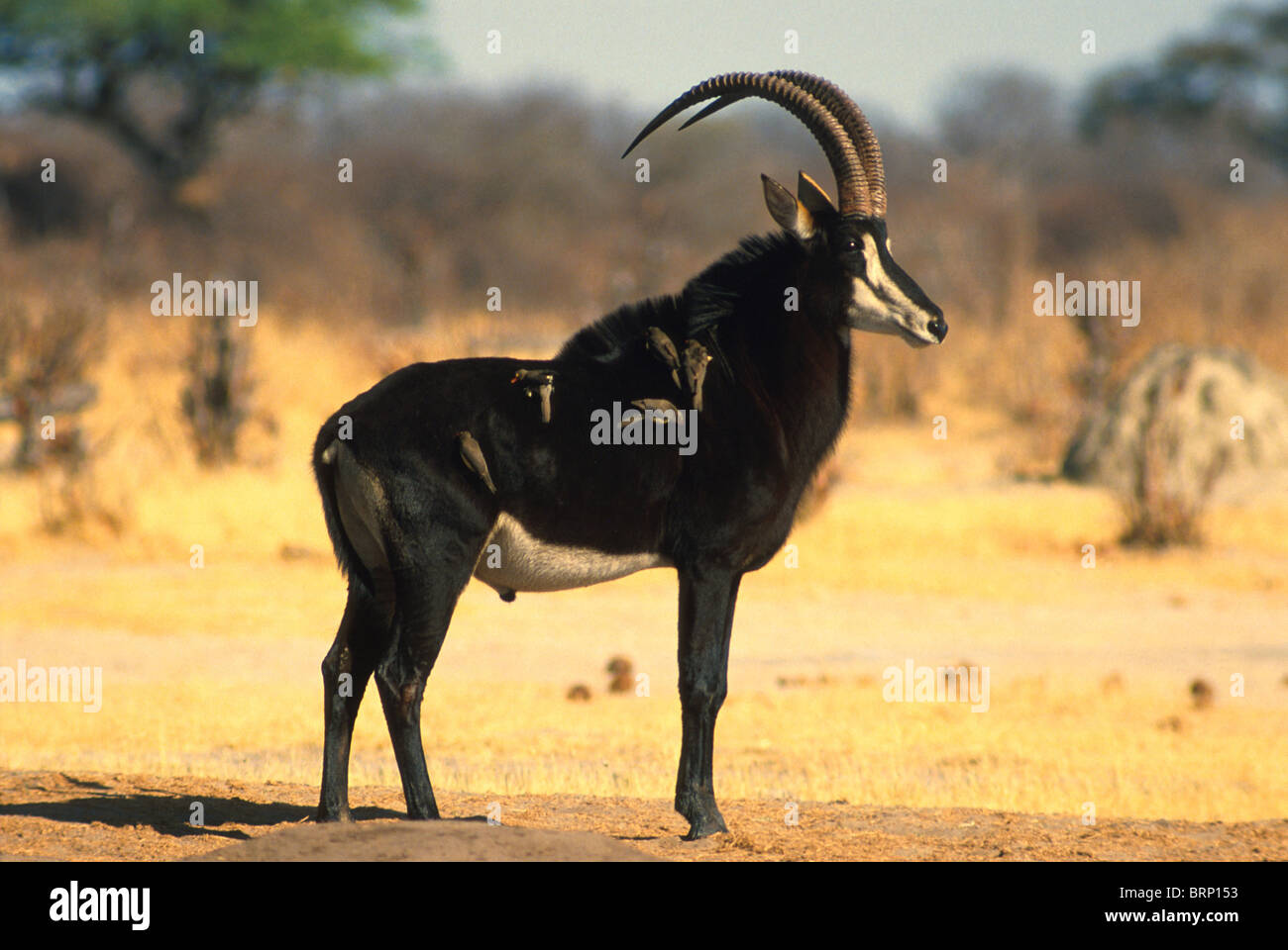 Sable antelope bull Stock Photo - Alamy