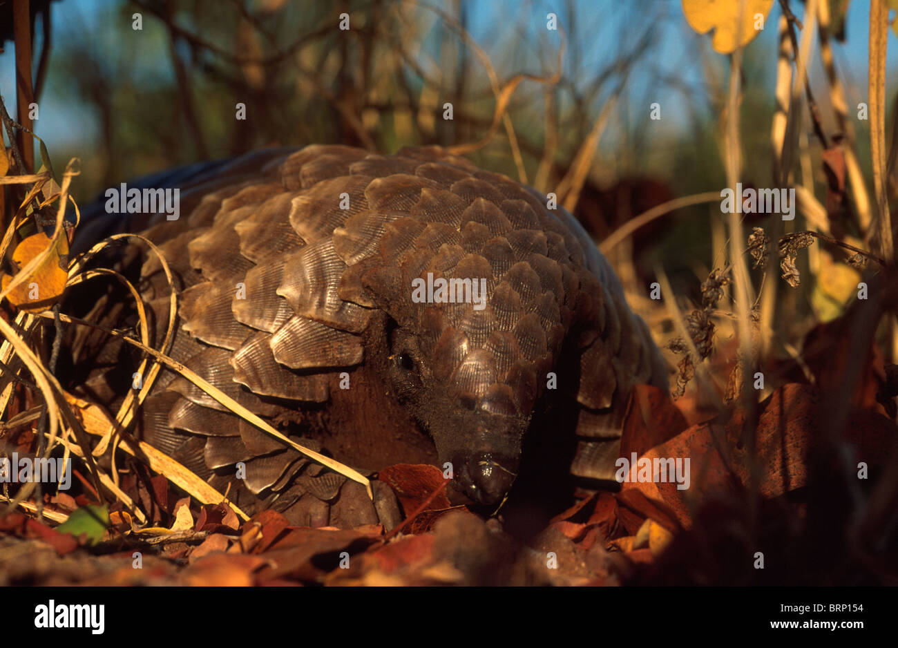 Pangolin scales texture hi-res stock photography and images - Alamy