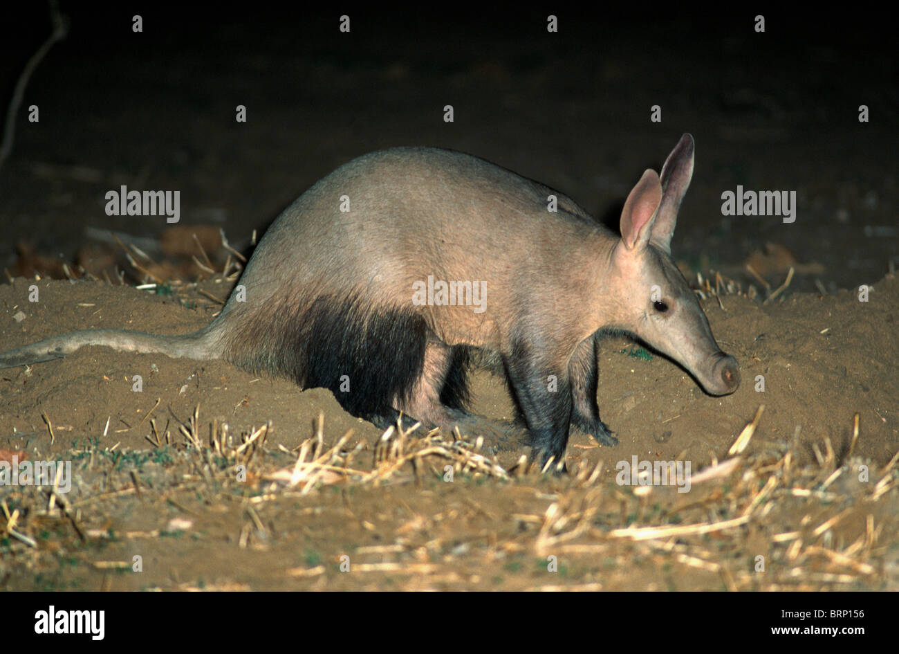 Antbear hi-res stock photography and images - Alamy