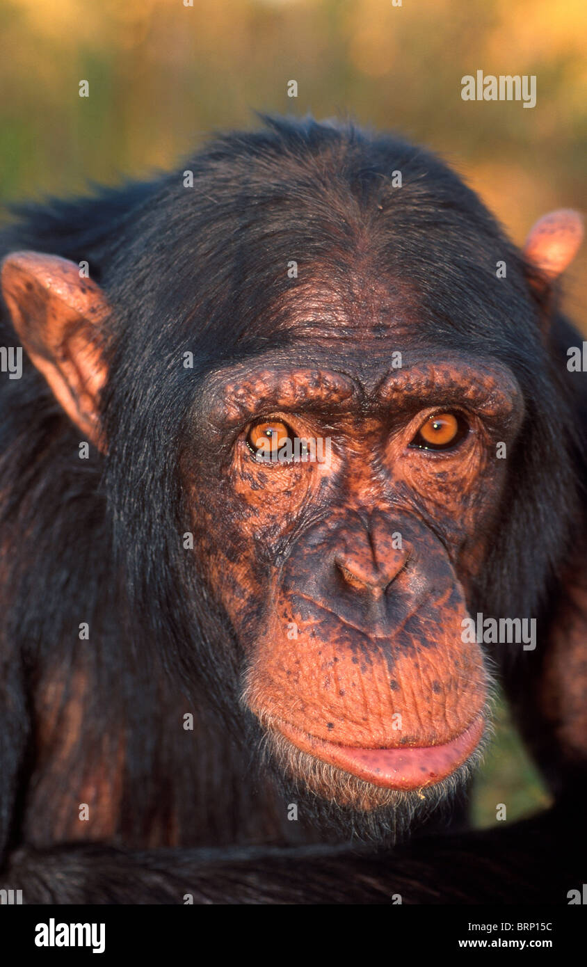 Chimpanzee portrait hi-res stock photography and images - Alamy