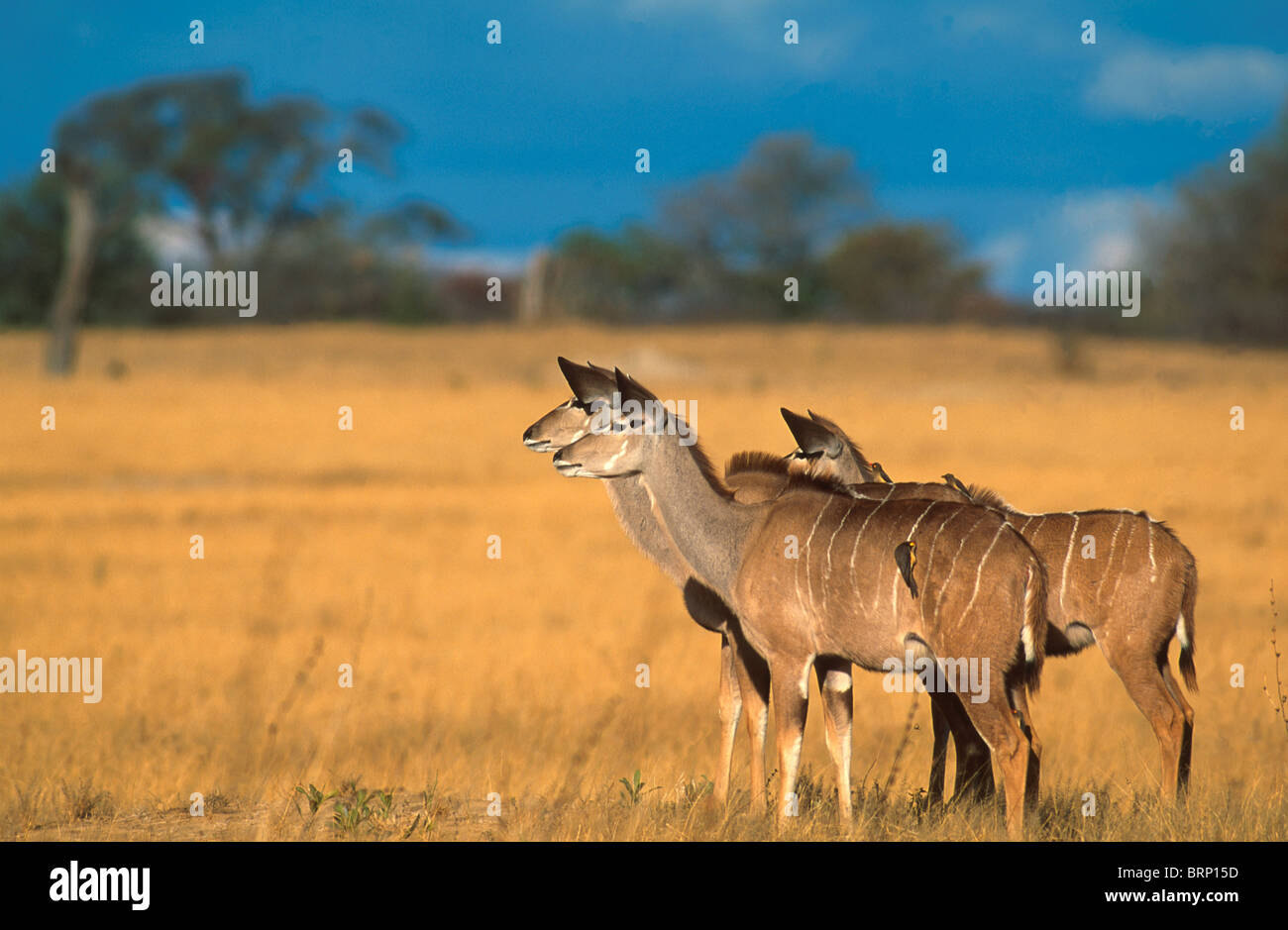 Kudu cows hi-res stock photography and images - Alamy