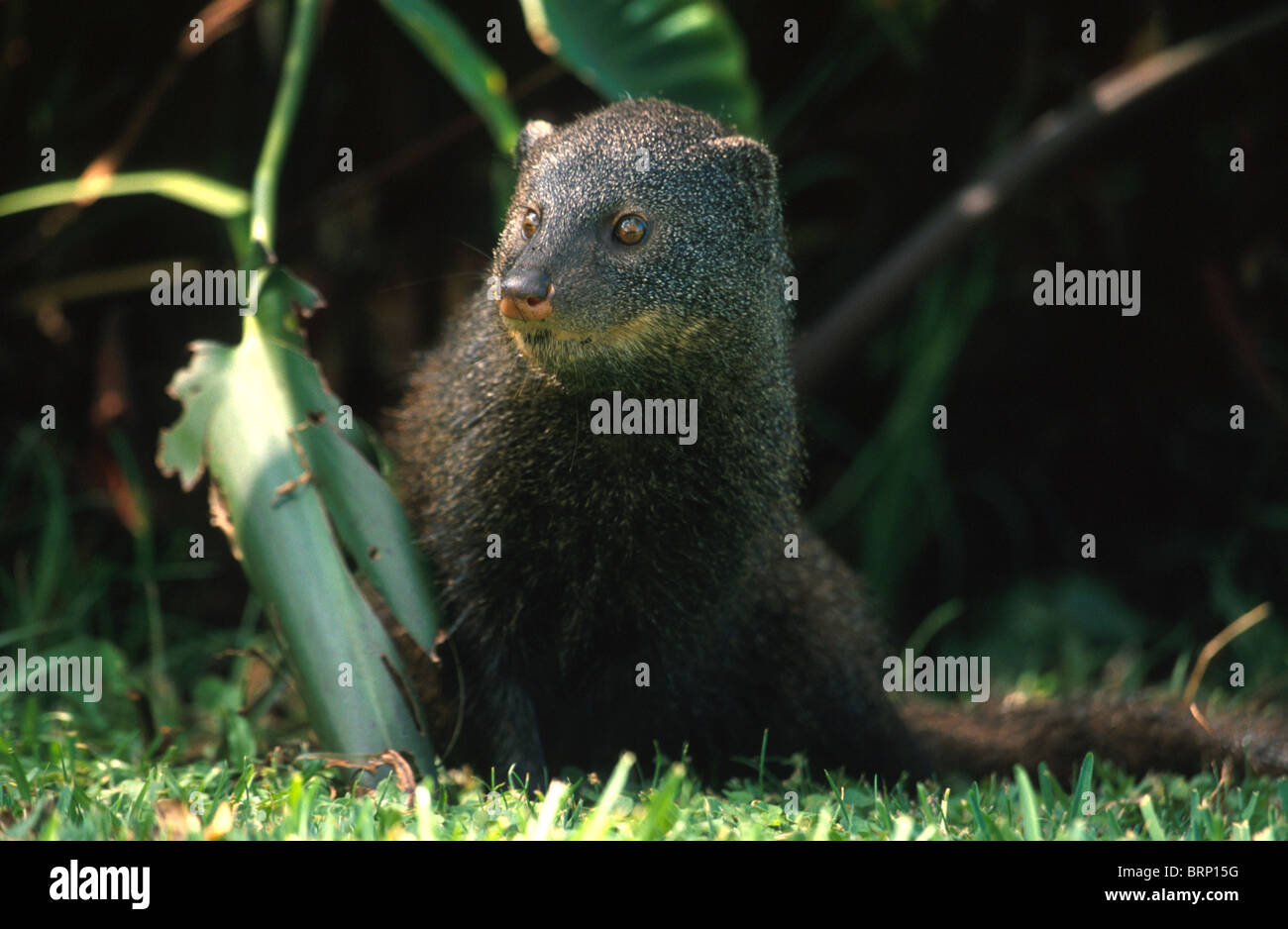 Water Mongoose