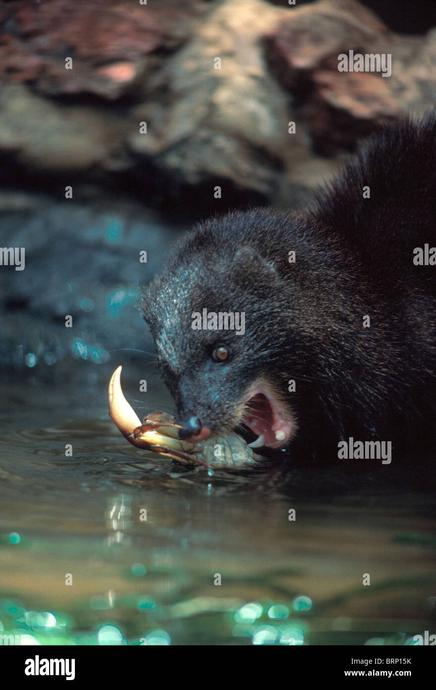 Water mongoose hi-res stock photography and images - Alamy