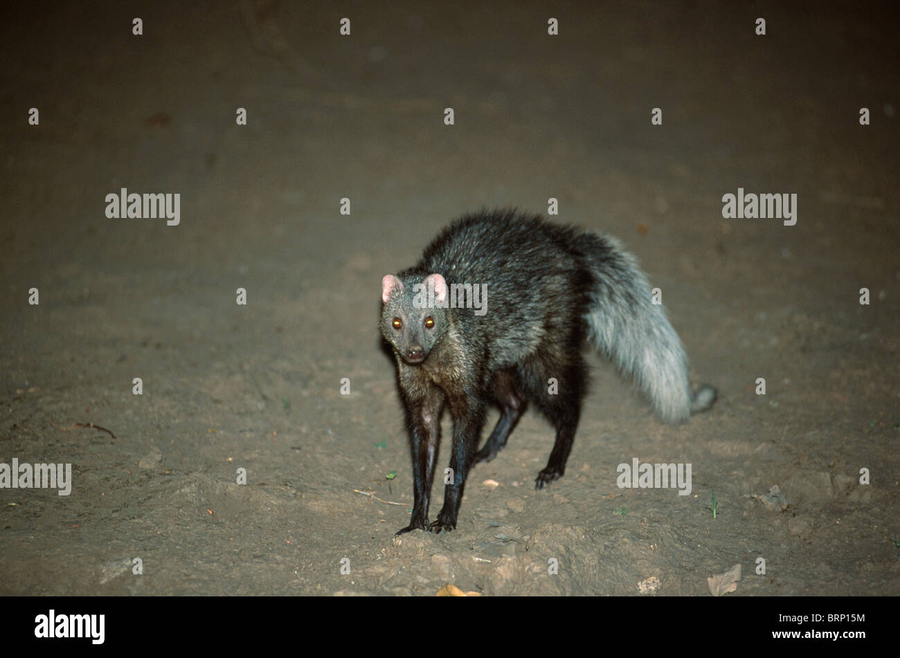 White tailed mongoose Stock Photo - Alamy