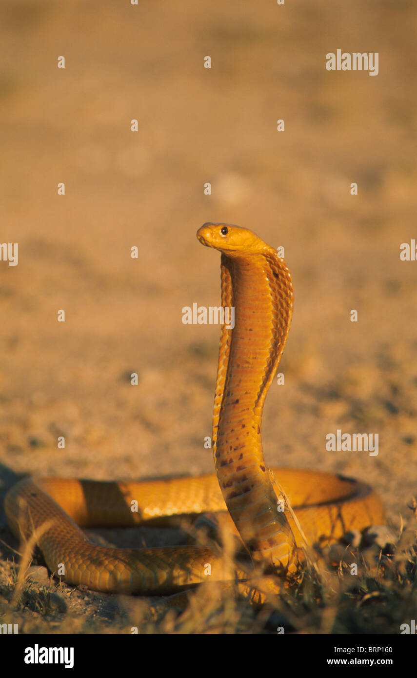 Rearing cobra hi-res stock photography and images - Alamy