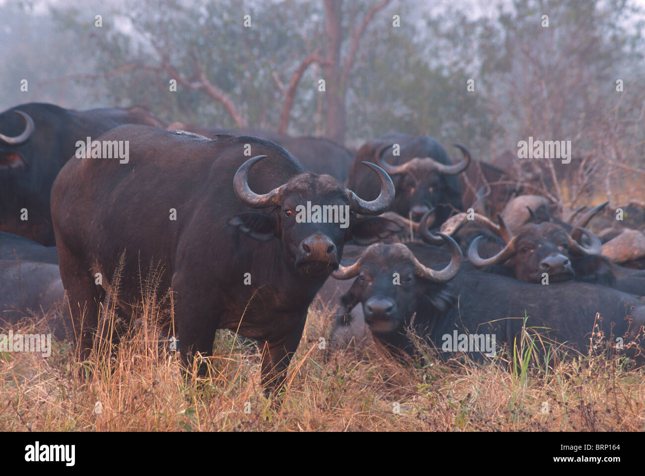 Buffalo herd resting in the early morning Stock Photo - Alamy