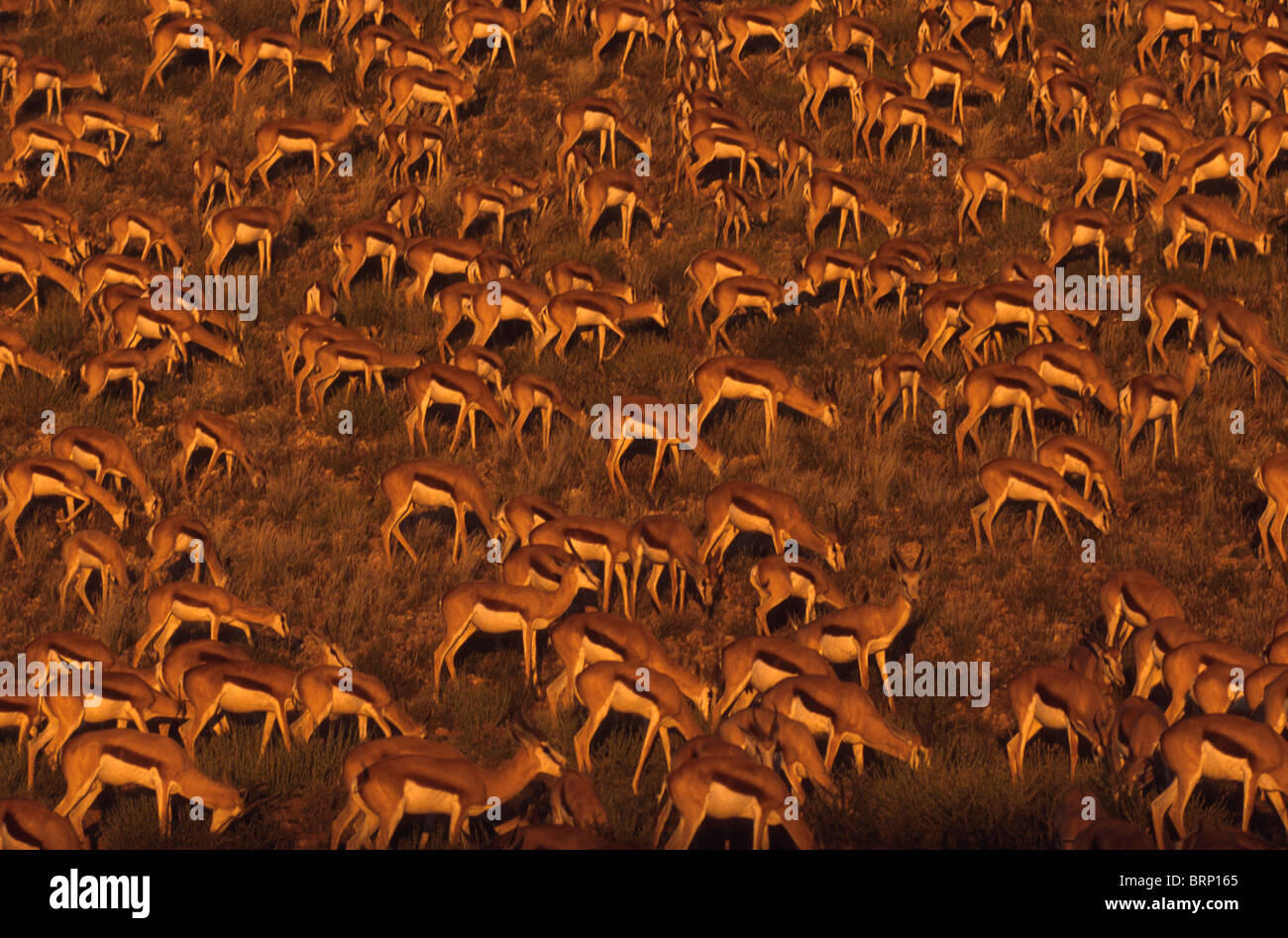 Large herd of springbok on hillside Stock Photo - Alamy