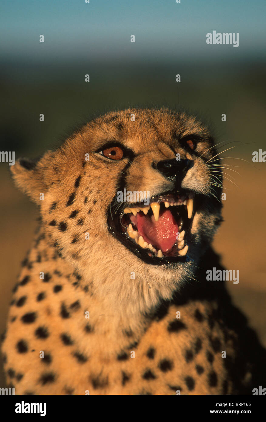 Cheetah snarling hi-res stock photography and images - Alamy