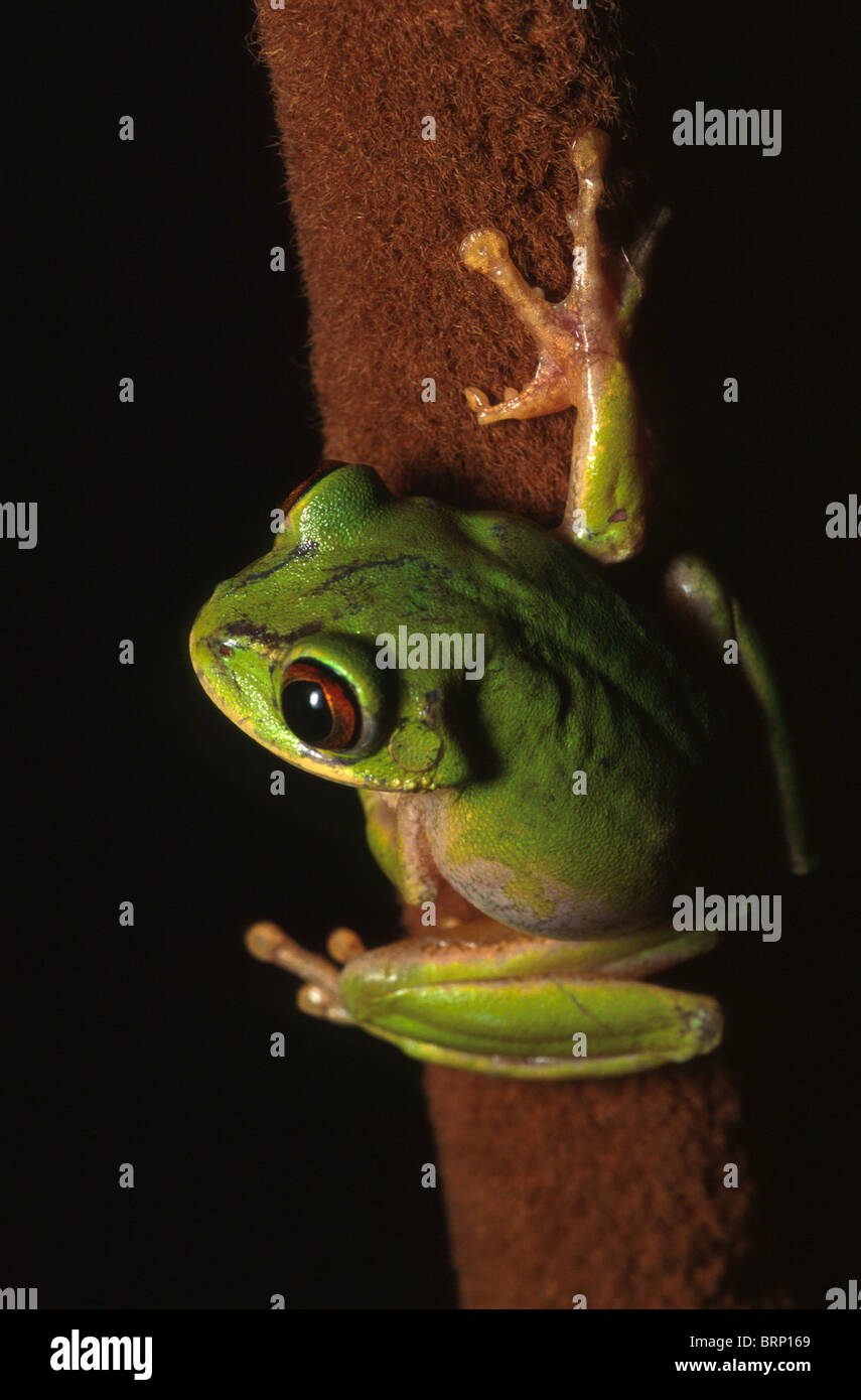 Reed frog clinging to a branchlet Stock Photo - Alamy