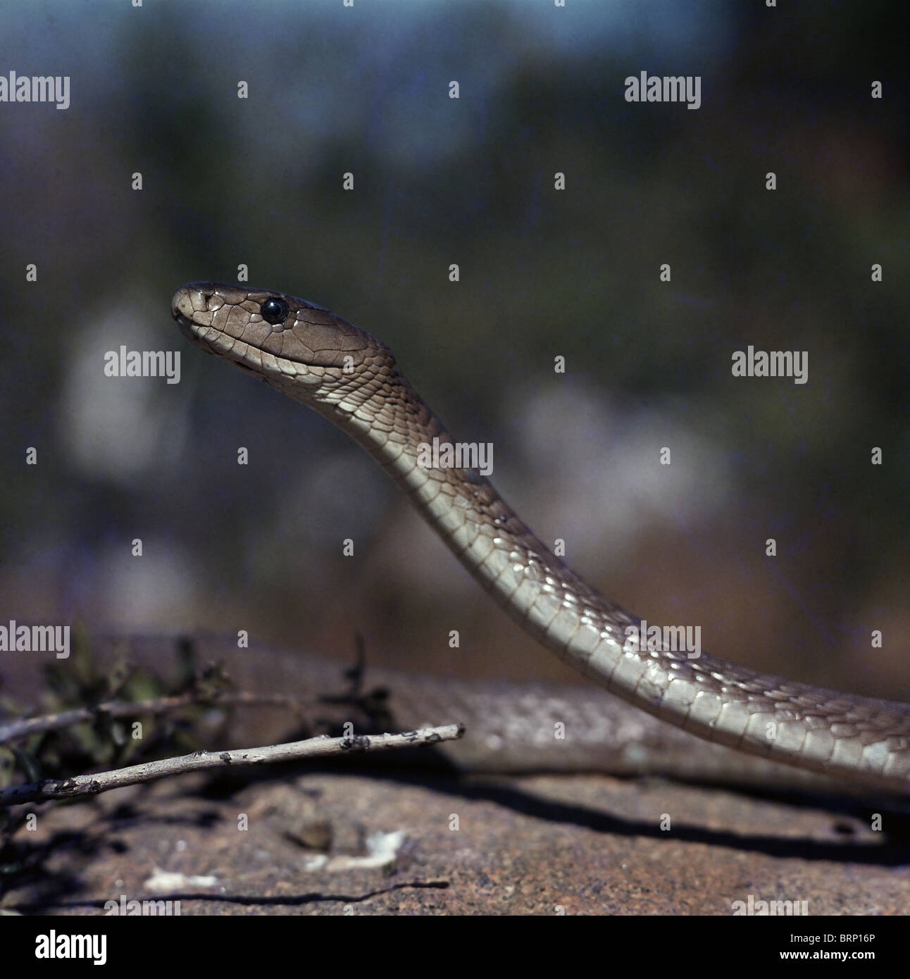 Black mamba portrait with head raised Stock Photo - Alamy