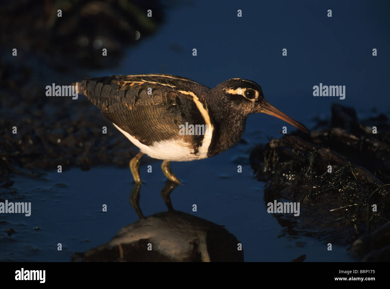 Painted Snipe in calm puddle searching for food Stock Photo - Alamy