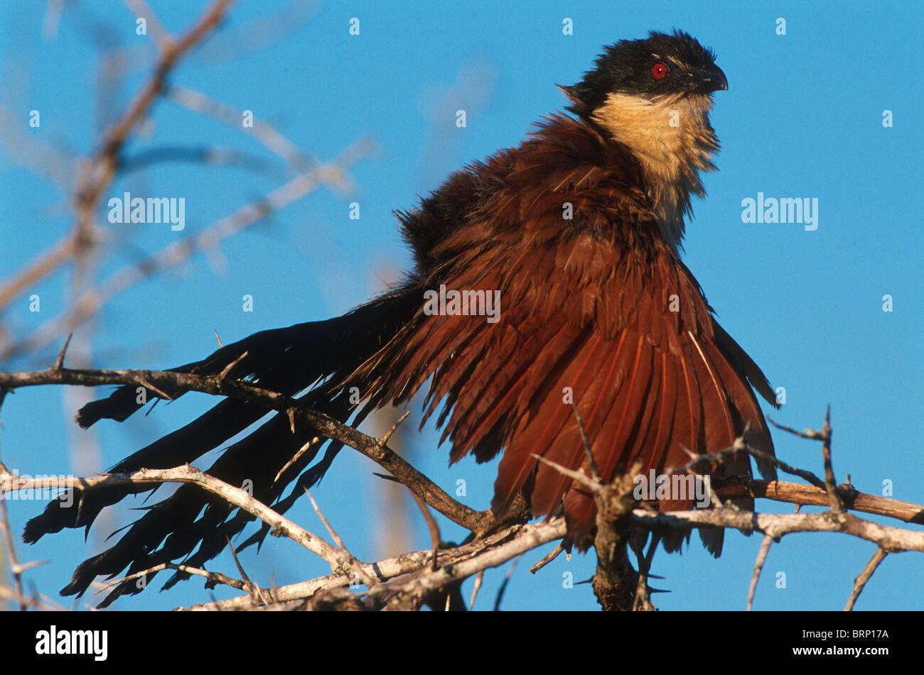Mantling hi-res stock photography and images - Alamy