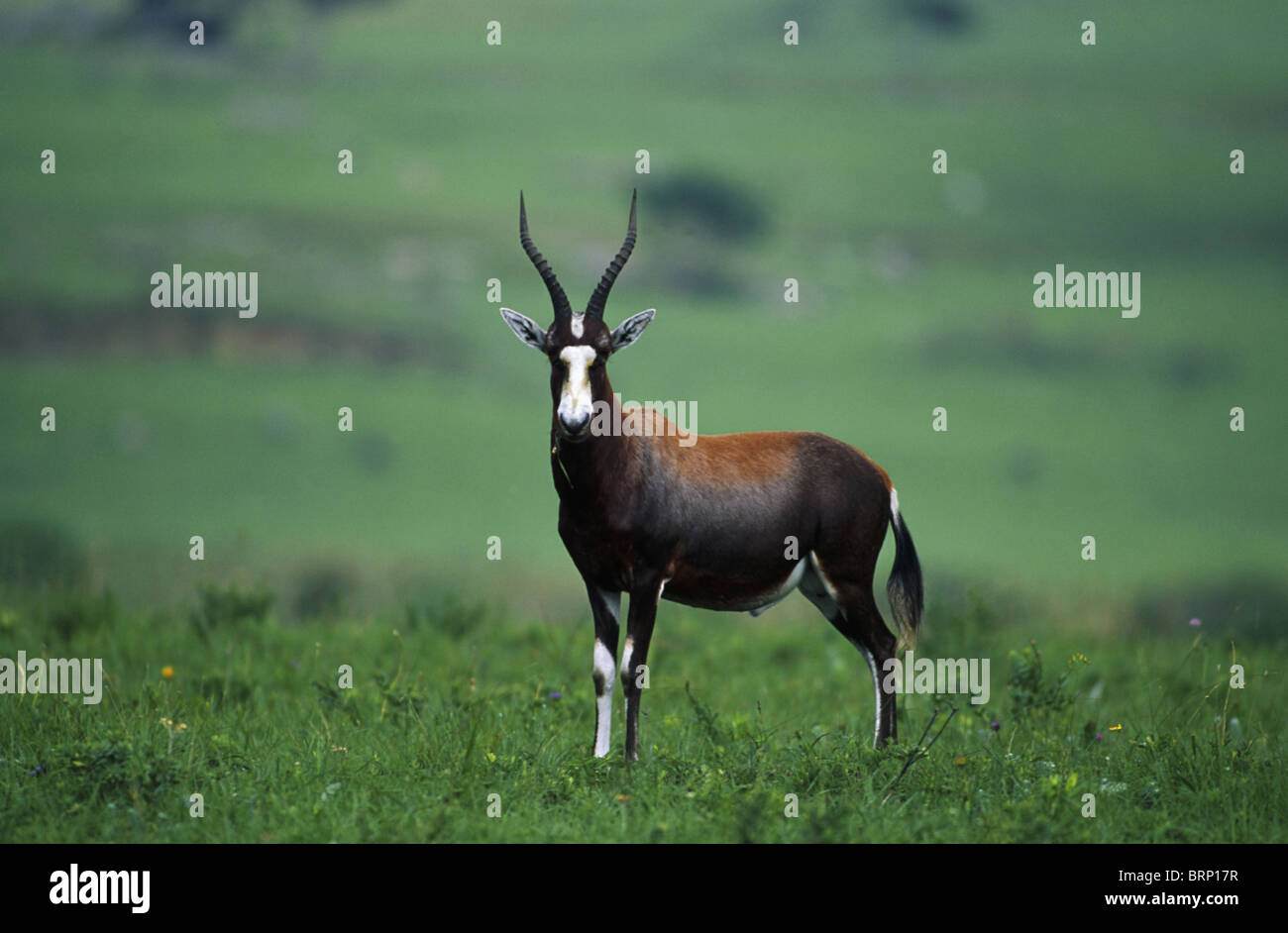 Dangling from mouth hi-res stock photography and images - Alamy