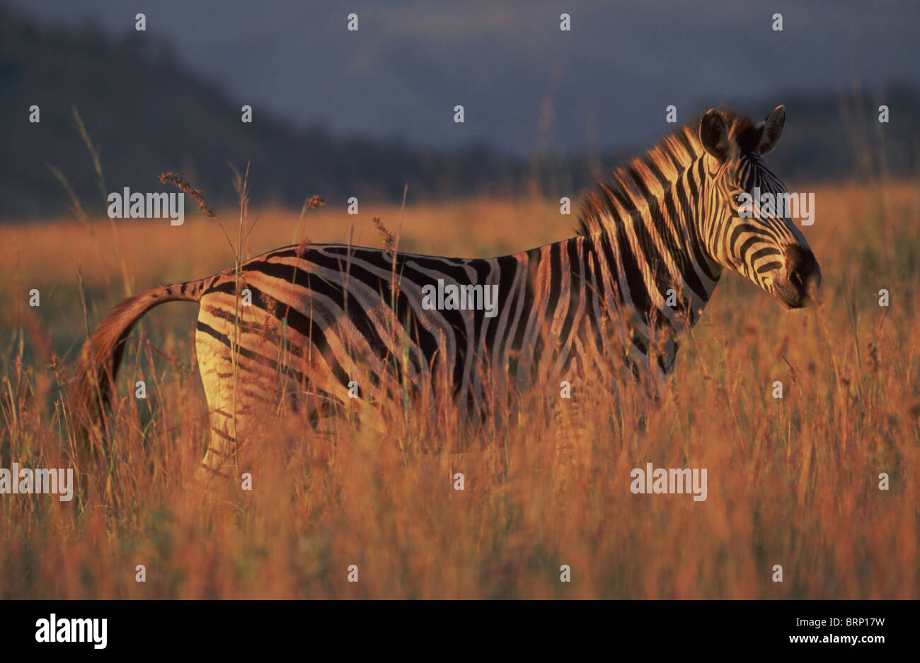 Itala game reserve hi-res stock photography and images - Alamy