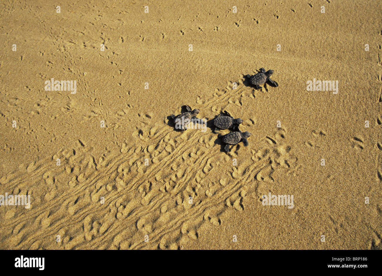 Loggerhead turtle hatchlings head down to the safety of the sea across ...