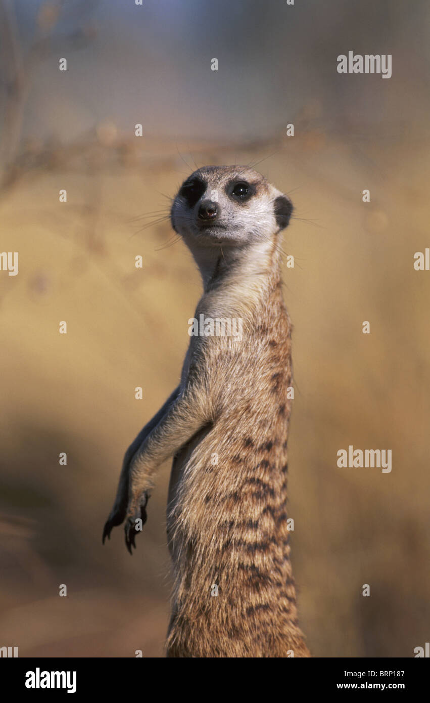 A suricate (meerkat) standing erect on the lookout for predators Stock ...