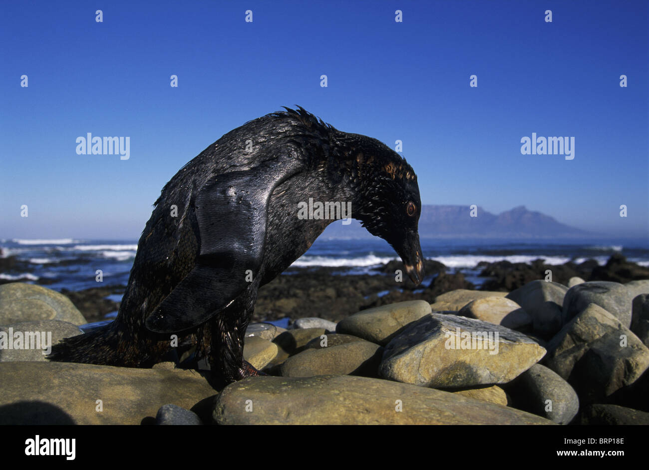 South africa oil spill 2000 hi-res stock photography and images - Alamy